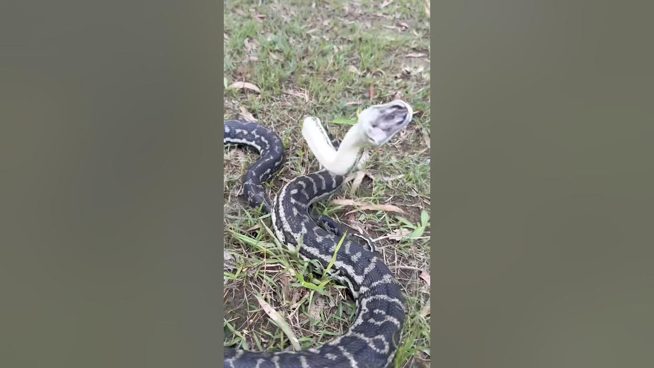 South West Carpet Python. Loves to bite. #snake #snakebite #python # ...