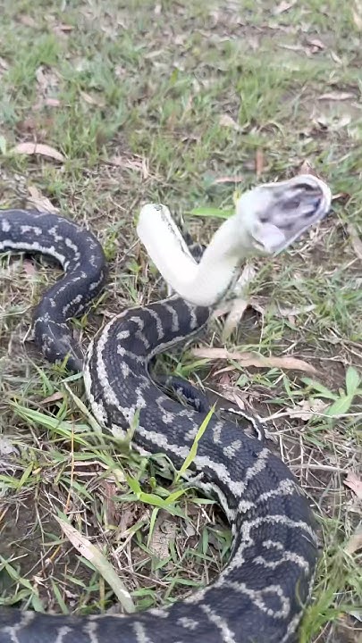 South West Carpet Python. Loves to bite. #snake #snakebite #python # ...