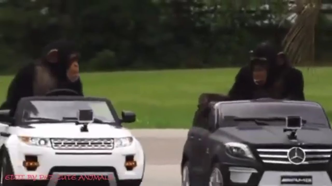 The Fast and the Furriest. Two Chimpanzees early love of driving - YouTube