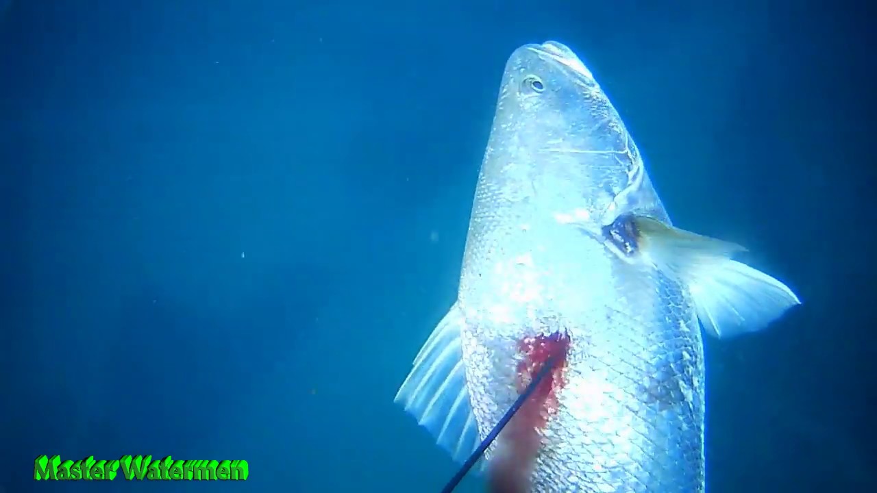 Daga dreaming 2019 Big fish knowledge - YouTube