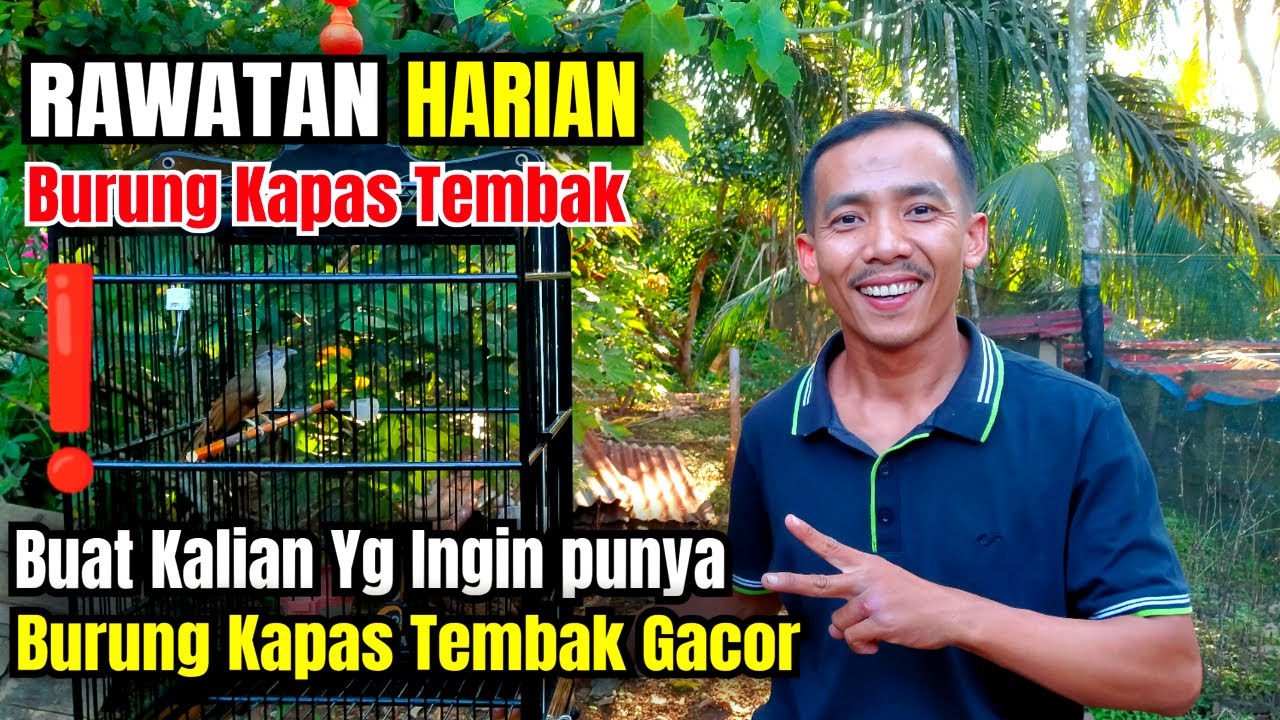 Rawatan Harian Burung Kapas Tembak Supaya Cepat Gacor dan Bukor - YouTube