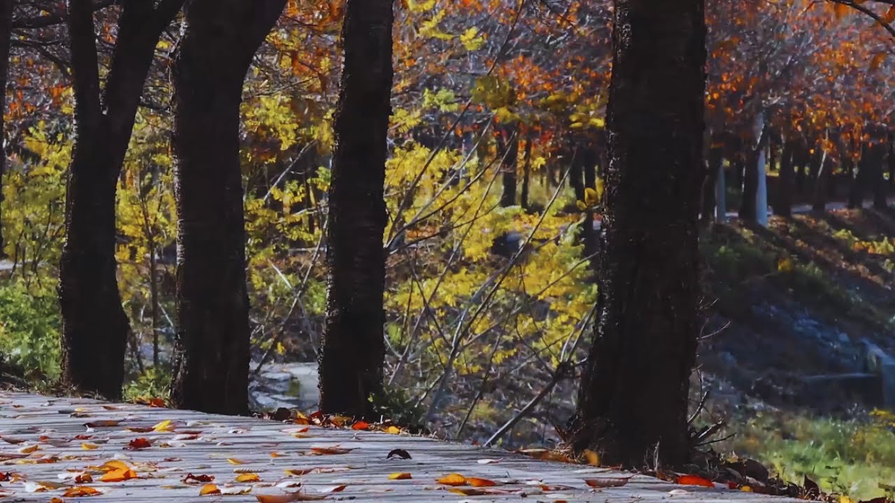 Beautiful Nature Ambiance with Gentle Wind in the Trees Relaxing Sound ...