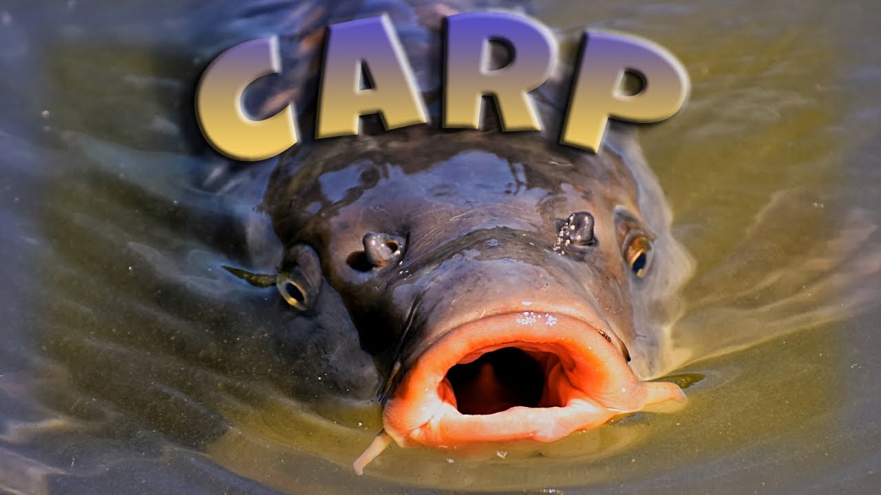 Carp - YouTube
