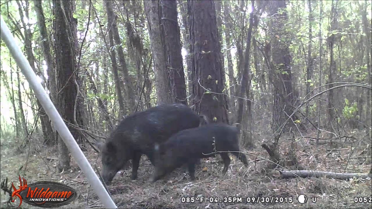 Hog Trail Camera Pictures For 9 30 - YouTube