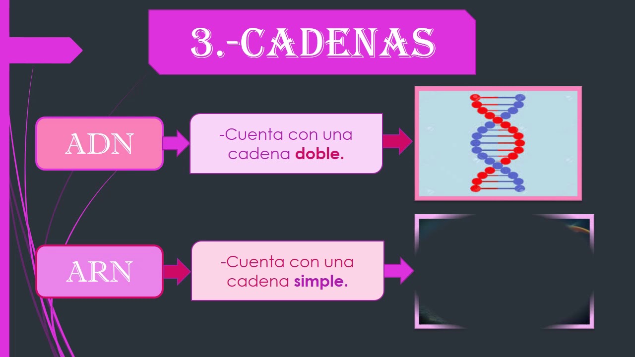 ADN y ARN diferencias - YouTube