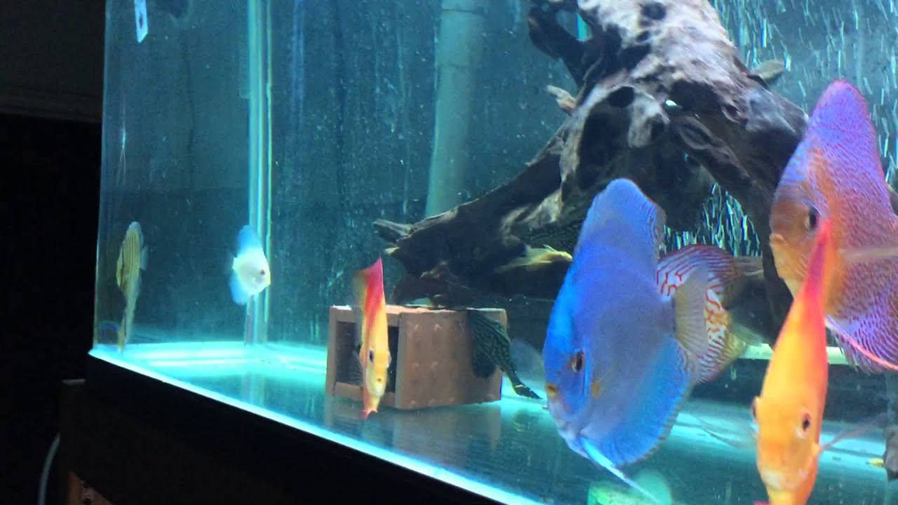 My fish room ( arowana datnoid red mammon &flower horn ) - YouTube