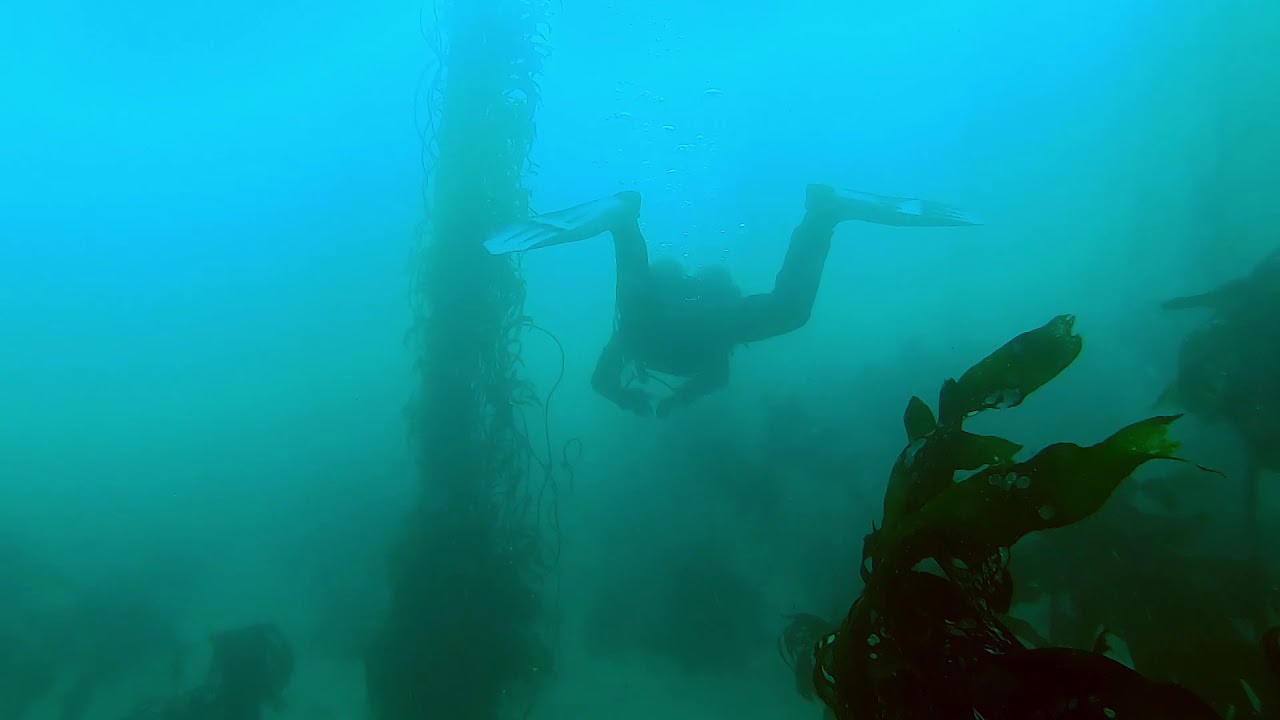 Diving Point Lobos - December 23, 2019 - YouTube