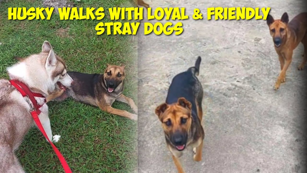 Husky Walk with a loyal & friendly stray dogs - YouTube
