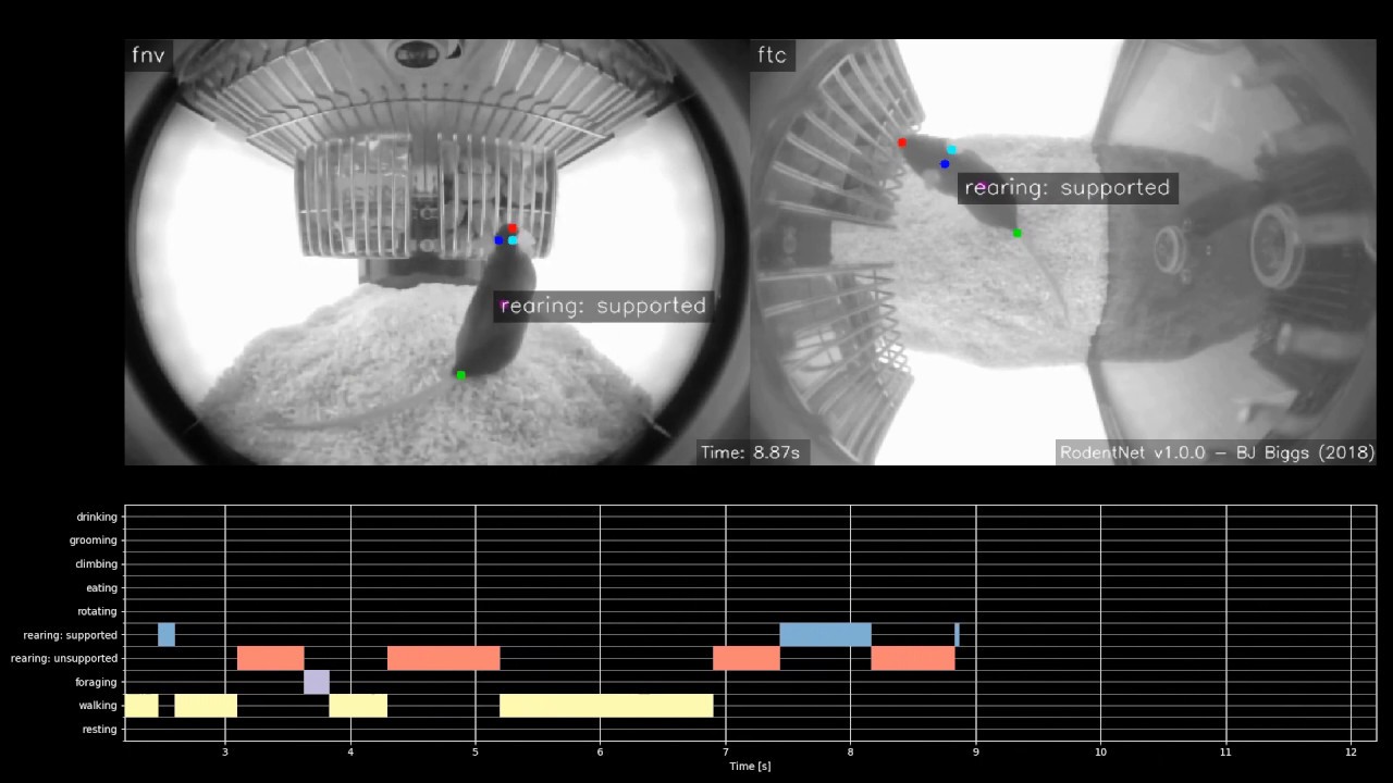 RodentNet: Real-Time Rodent Behaviour and Key-Point Prediction - YouTube