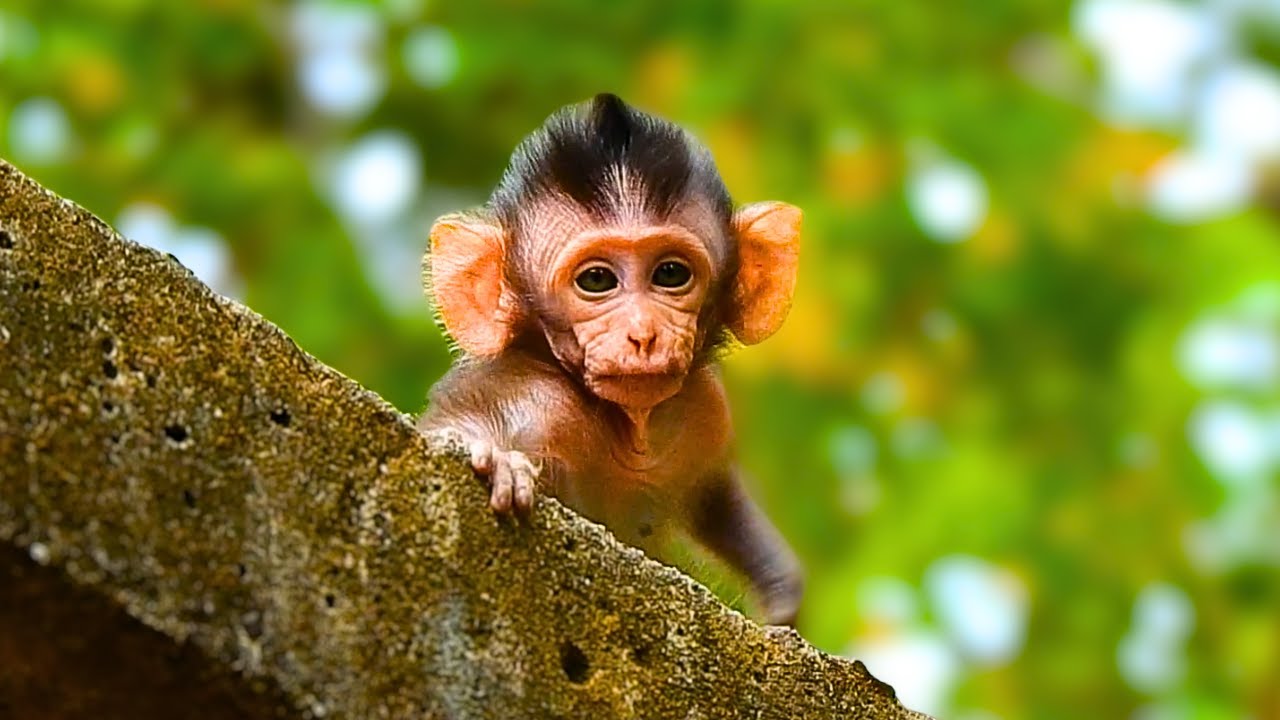 Adorable baby Jillien very activities...| Cute Baby Monkey..| Monkey in ...