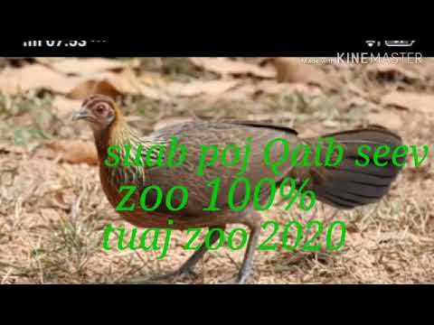 suab poj qaib qus seev dib tuaj zoo 💯% nawb - YouTube