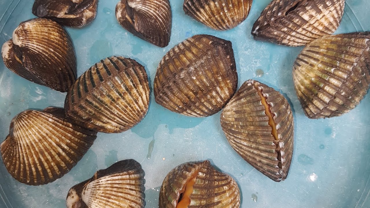 las conchas - YouTube