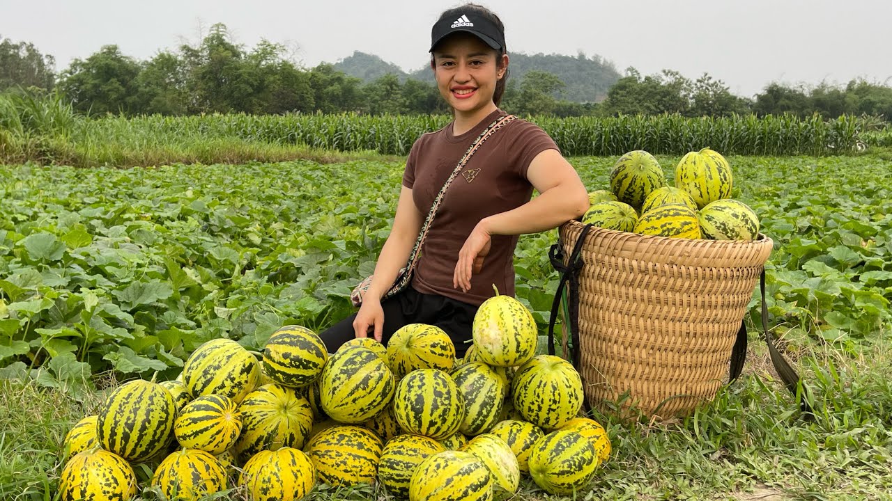 Harvest the melon garden to bring to the market to sell. goat care ...