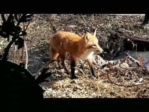 A Fox Visit February in NE 2020 - YouTube