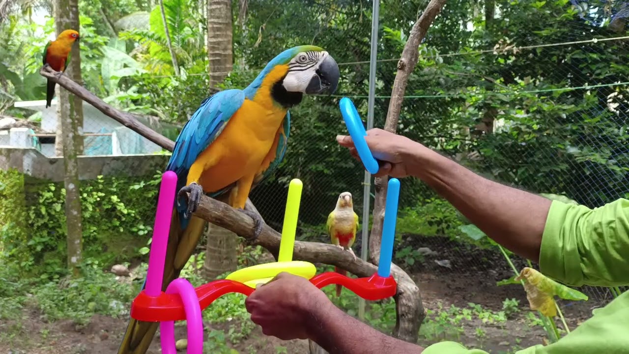 Ring Color Toy Training | Macaw Tricks | Parrot Trick - YouTube