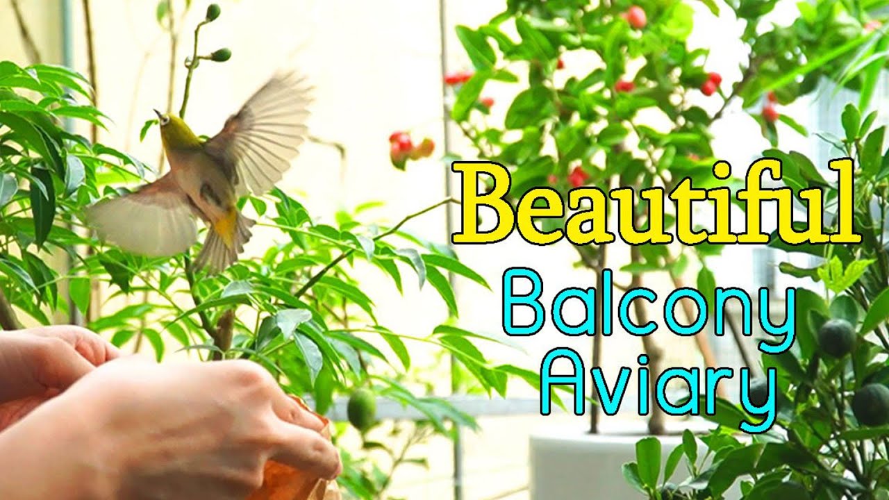 Ban công cũ kỹ trở thành góc thư giãn bên trong aviary tuyệt đẹp | Home ...