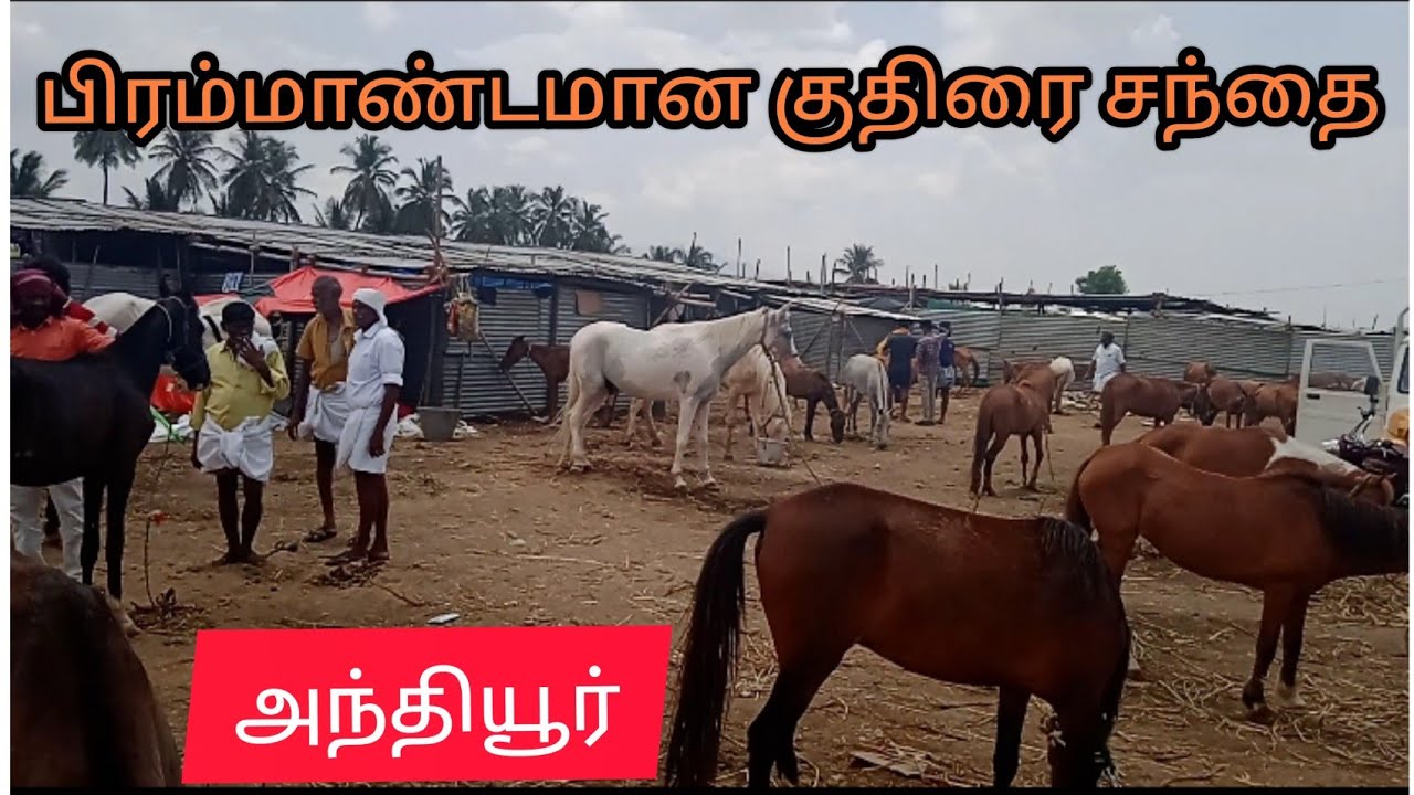 anthiyur gurunatha swamy koil - horse ; cow expo - அந்தியூர் குதிரை ...