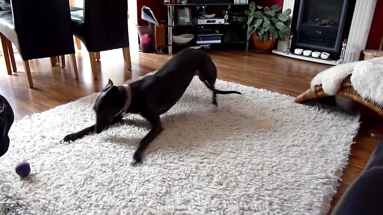 Our Greyhound Lizzie having a mad play - YouTube