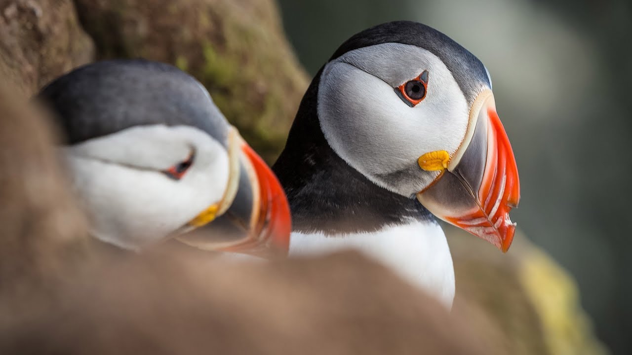 Fluffy puffin overload - YouTube