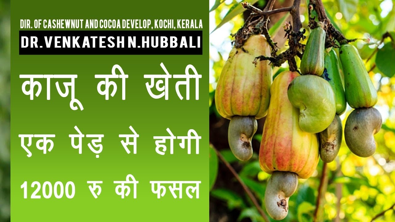 Kaju ki kheti | काजू की खेती। കശുവണ്ടിപ്പരിപ്പ് എങ്ങനെ നട്ടുവളർത്തുന്നു ...