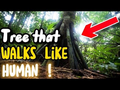 Trees walking in the forest? | Walking Trees | Cashapona Trees | Palm ...
