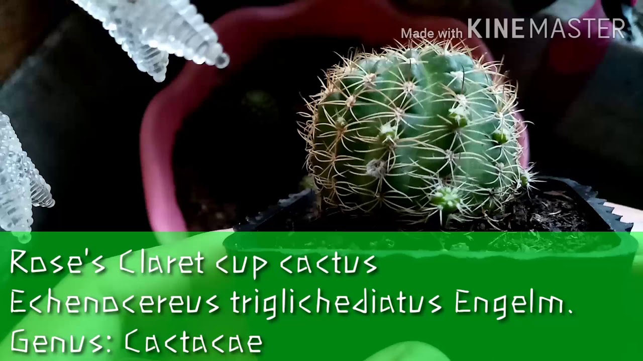 How to propagate Rose's Claret- cup Cactus - YouTube