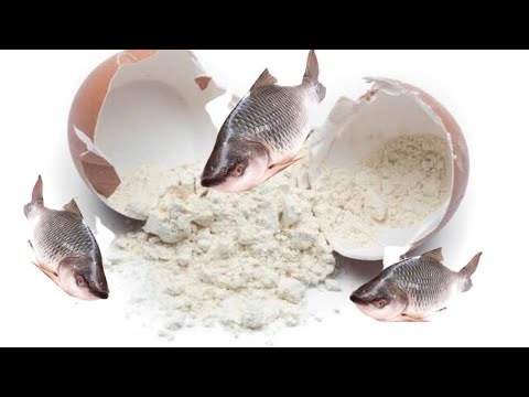 RAHU /MARAKH special Bait (رہو مراکھئ اسپیشل فیڈ - YouTube