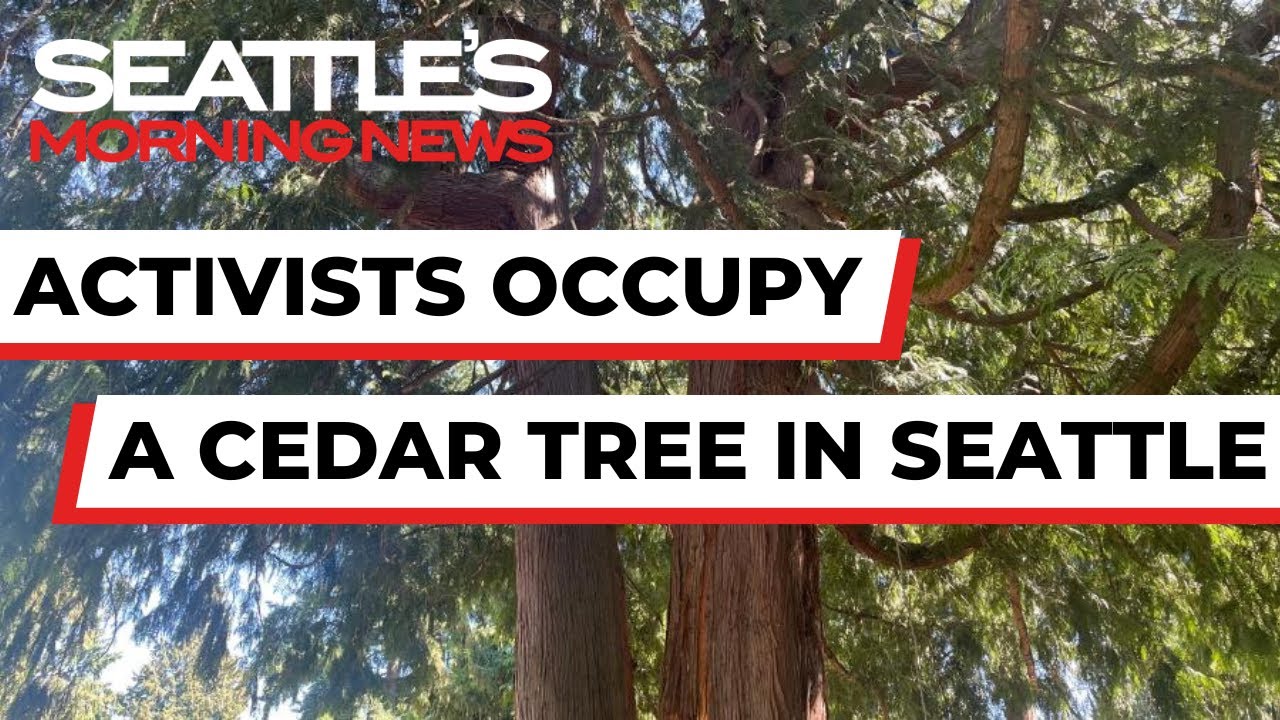 Activists have climbed a cedar tree in Seattle to stop it from being ...