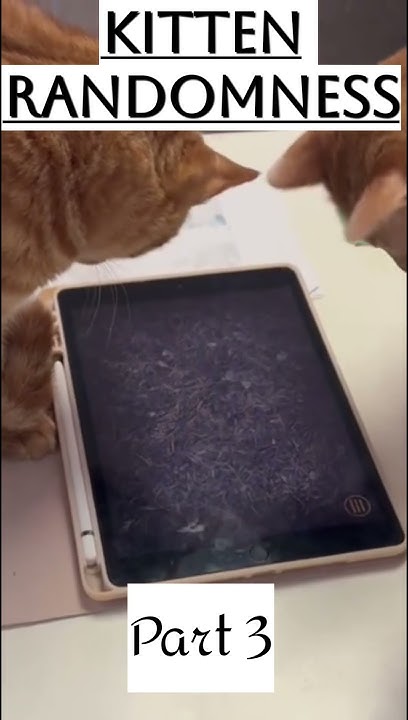 Kitten Randomness Part 3 #shorts - YouTube