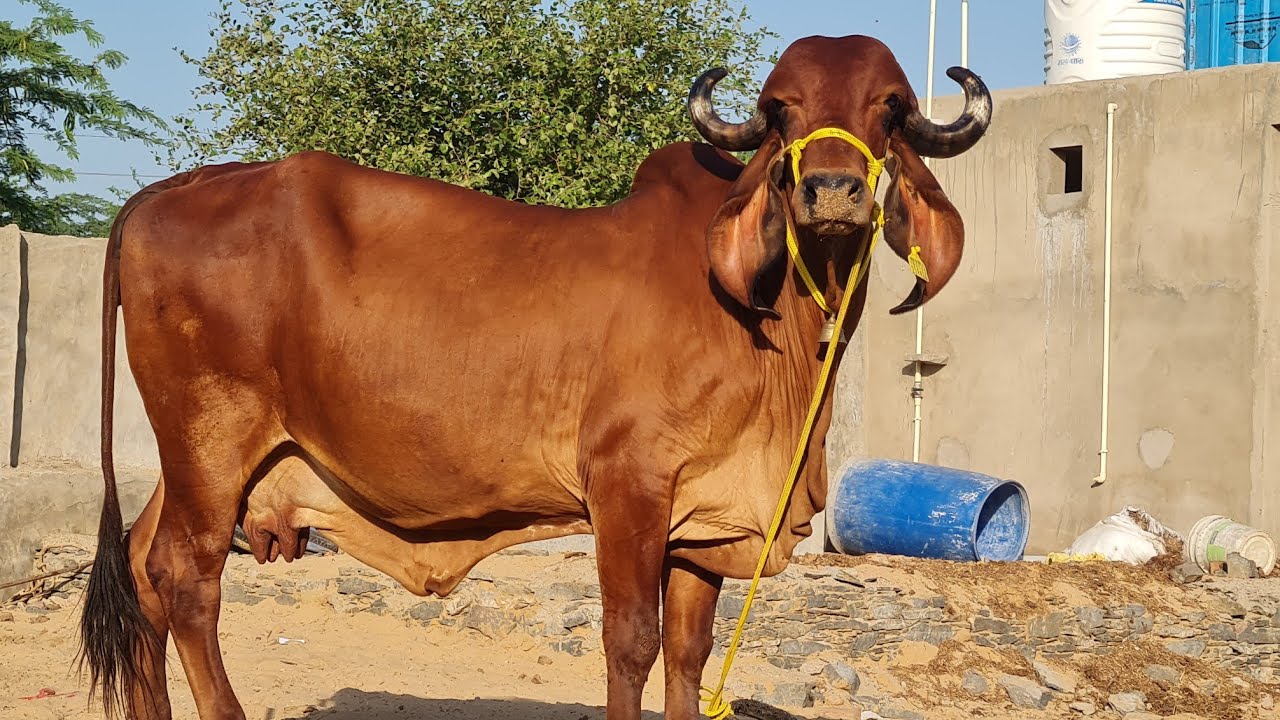 All Cow 1st Lactation 10 Cow Aravali Dairy Farm 9983954391 - YouTube