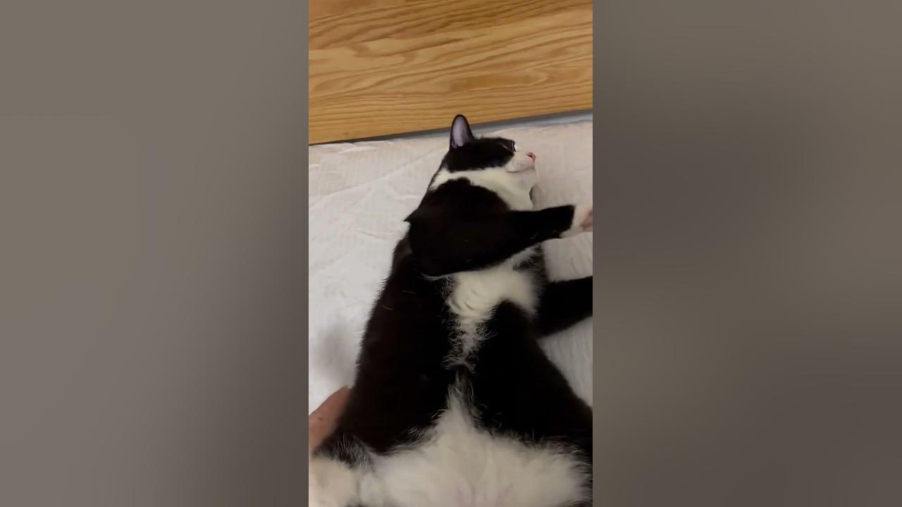 Silly Cat Chronicles: Hilarious #MooCowCat & Adorable Catnip Delights - YouTube