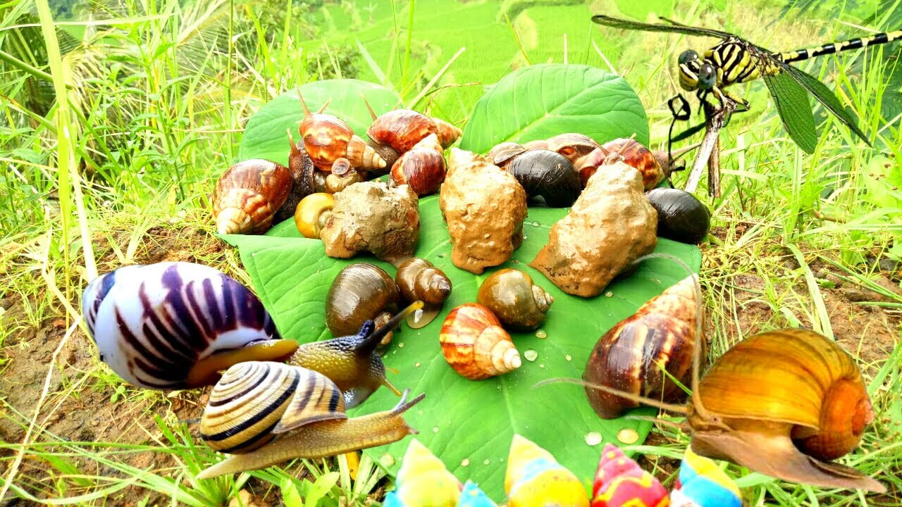 Berburu Siput, Keong Emas, Siput Pelangi, Bekicot Albino, Kelomang ...