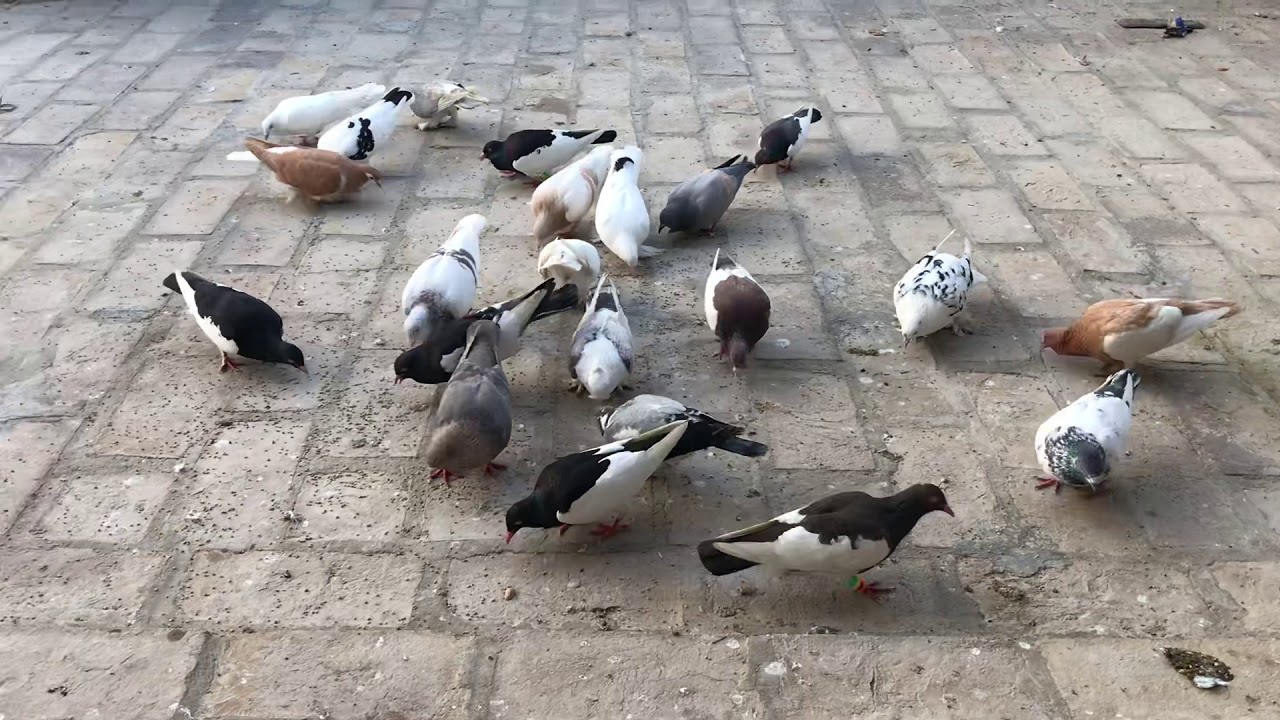Beautiful pigeons Super Performance//Cute And Funny Pigeons Videos ...