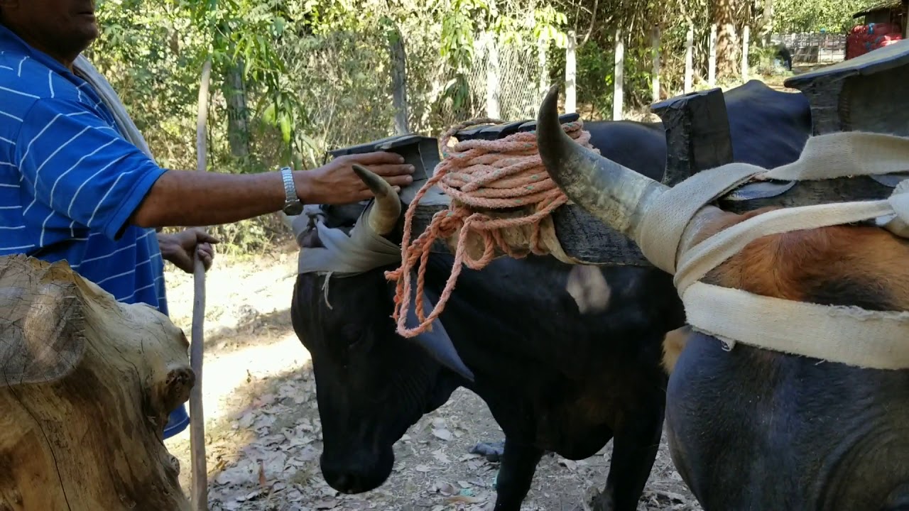 Yuntas de Bueyes Trabajando El Salvador On 2020 parte I - YouTube