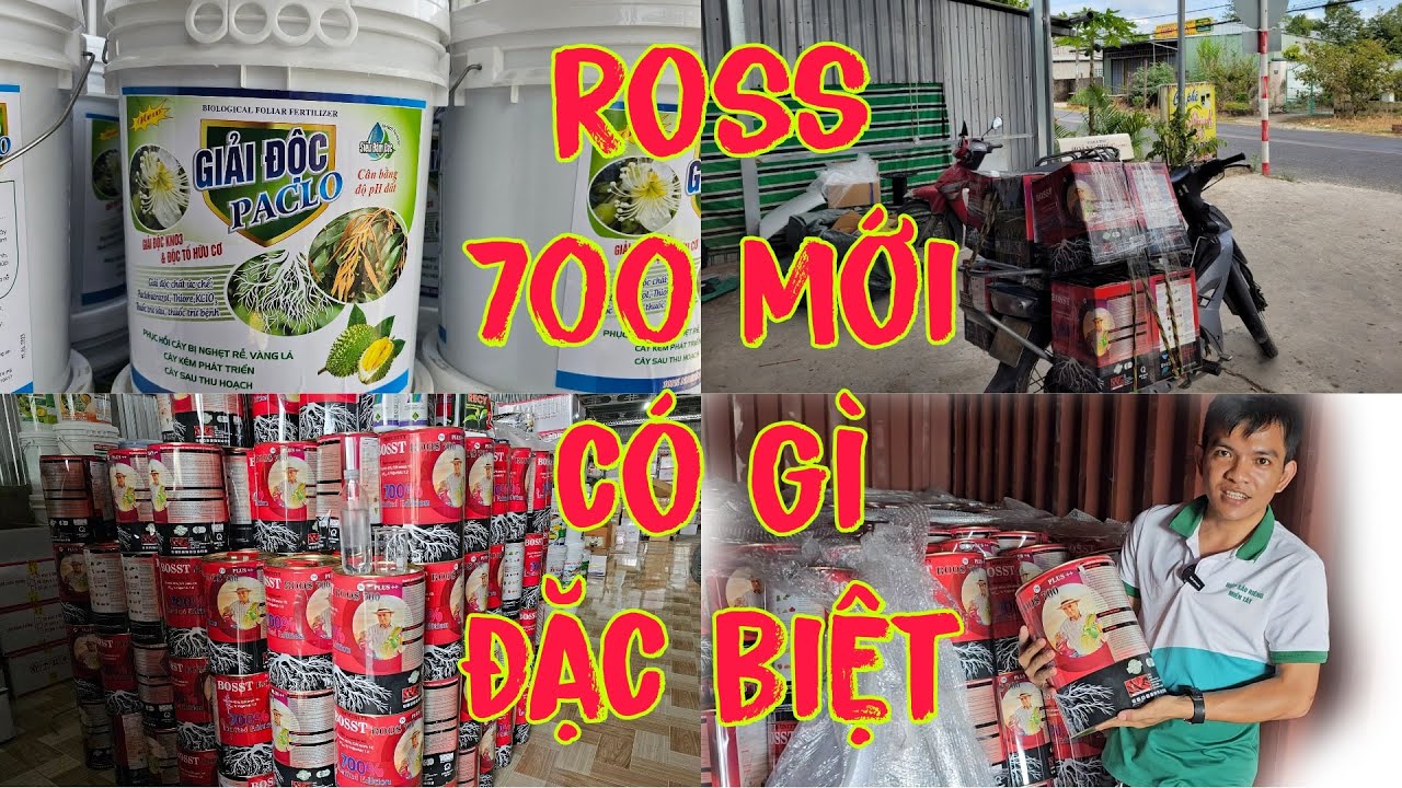 CAN ROSS 700 NHẬP KHẨU THỔ NHĨ KỲ MỚI CÓ GÌ ĐẶC BIỆT? GIẢI ĐỘC PACLO ...
