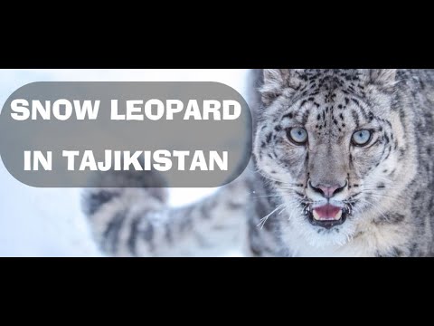 Tajikistan Snow Leopards