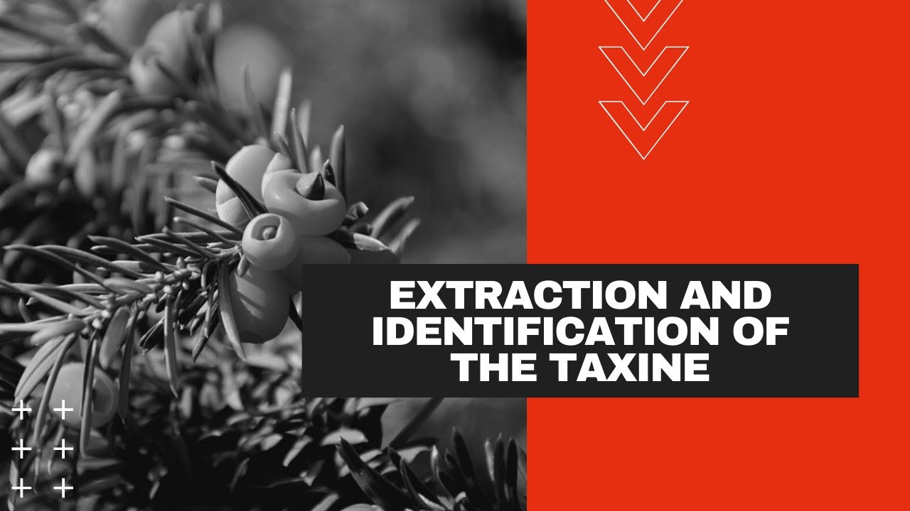 Extraction and Identification of the Taxine,Precursor of the Anticancer ...