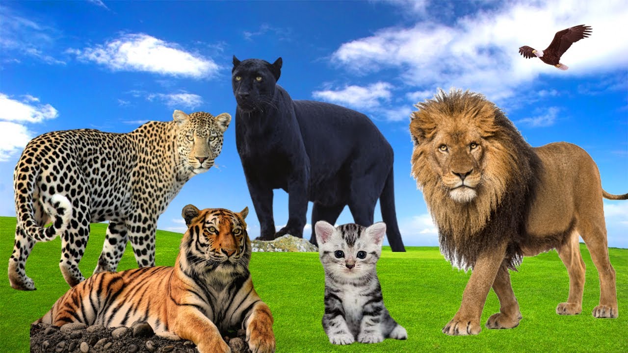 Cats sounds - Animal Sounds Lion, Leopard, Tiger, Cat, Cheetah, Lynx ...