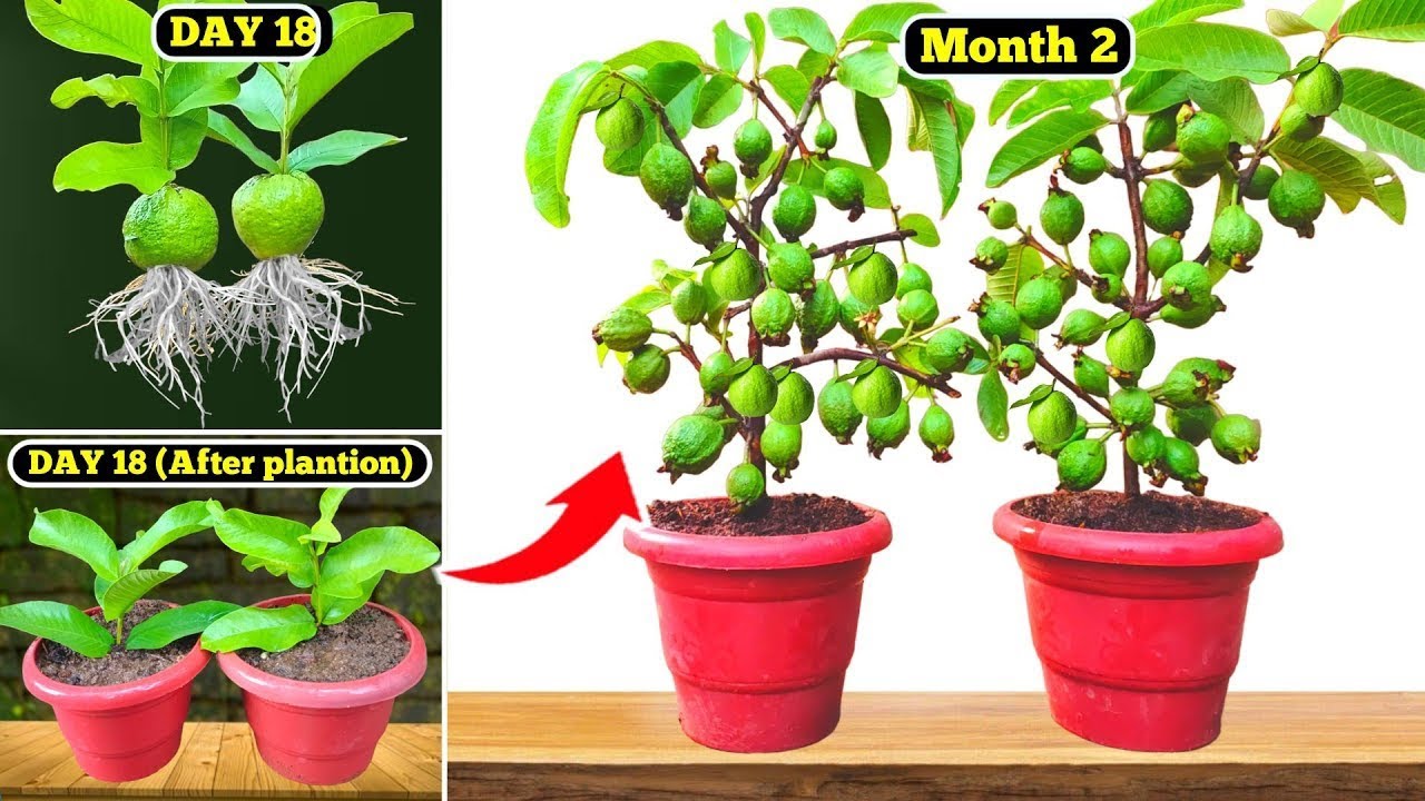 how to grow guava from guava fruit | guava propagation method step by ...