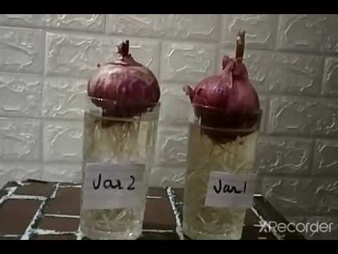 Importance of meristematic tissue in onion bulb - YouTube