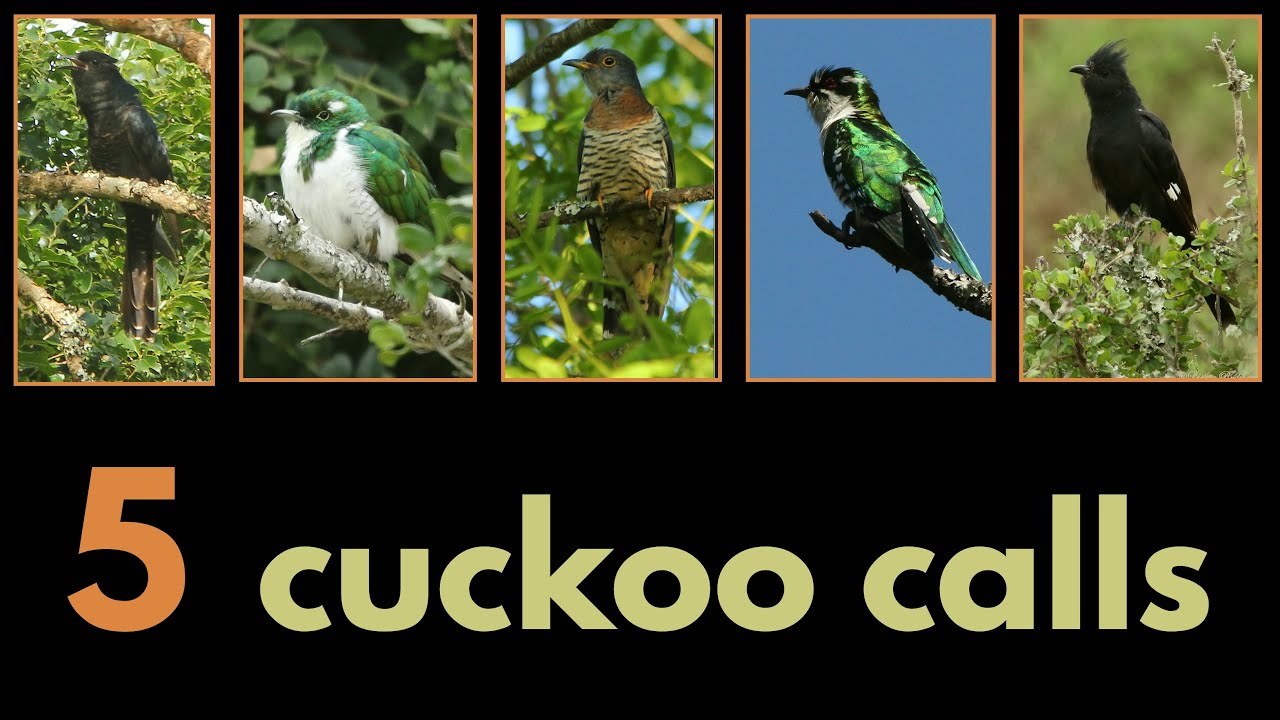 5 CUCKOO CALLS - Diederik, Klaas's, Jacobin, Black and Red-chested ...