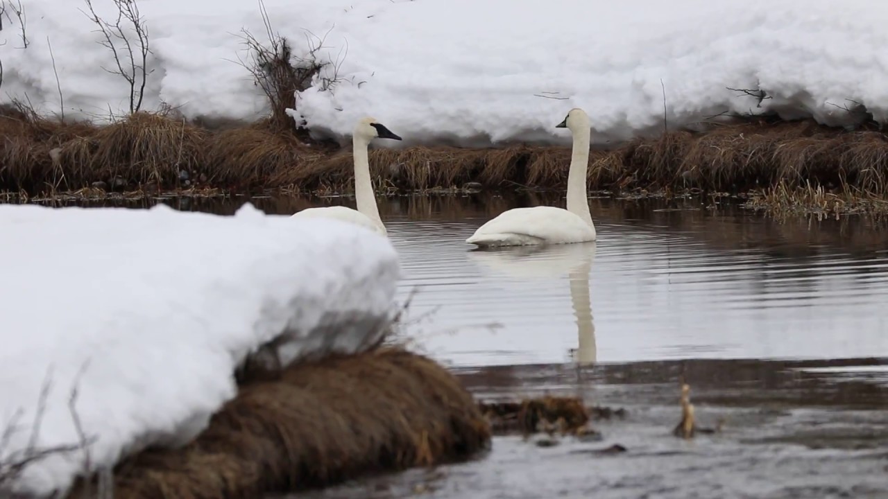 Wonderful Wyoming Wildlife - Trumpeter Swan Wading Through Snow - 2/17 ...