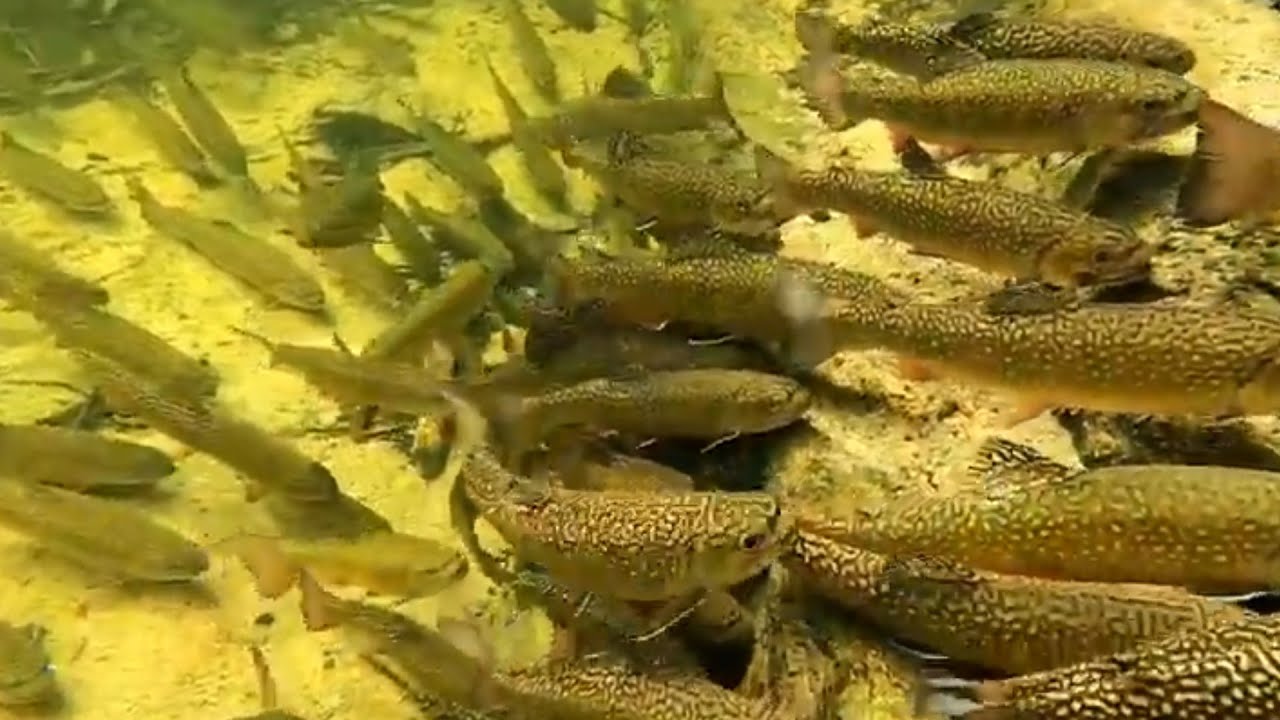 New England Freshwater Fish: Brook Trout & Blacknose Dace - YouTube