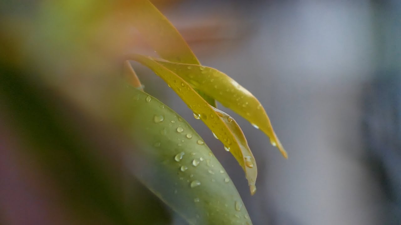 Calming Piano with Frog Croaking and Rain - Perfect for Meditation and ...
