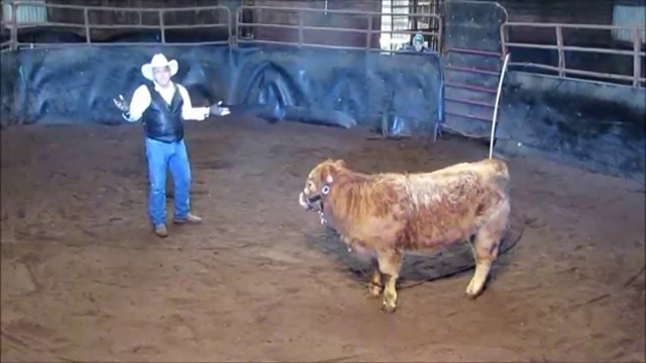 Breaking cattle to lead and dancing with cattle technique - YouTube
