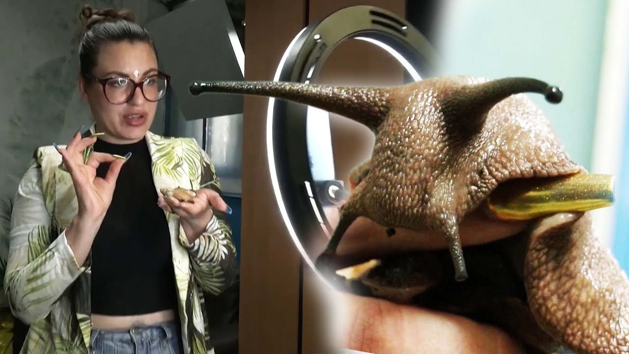 ‘Snail-Fluencer’ Educates 180K TikTok Followers About Snails - YouTube