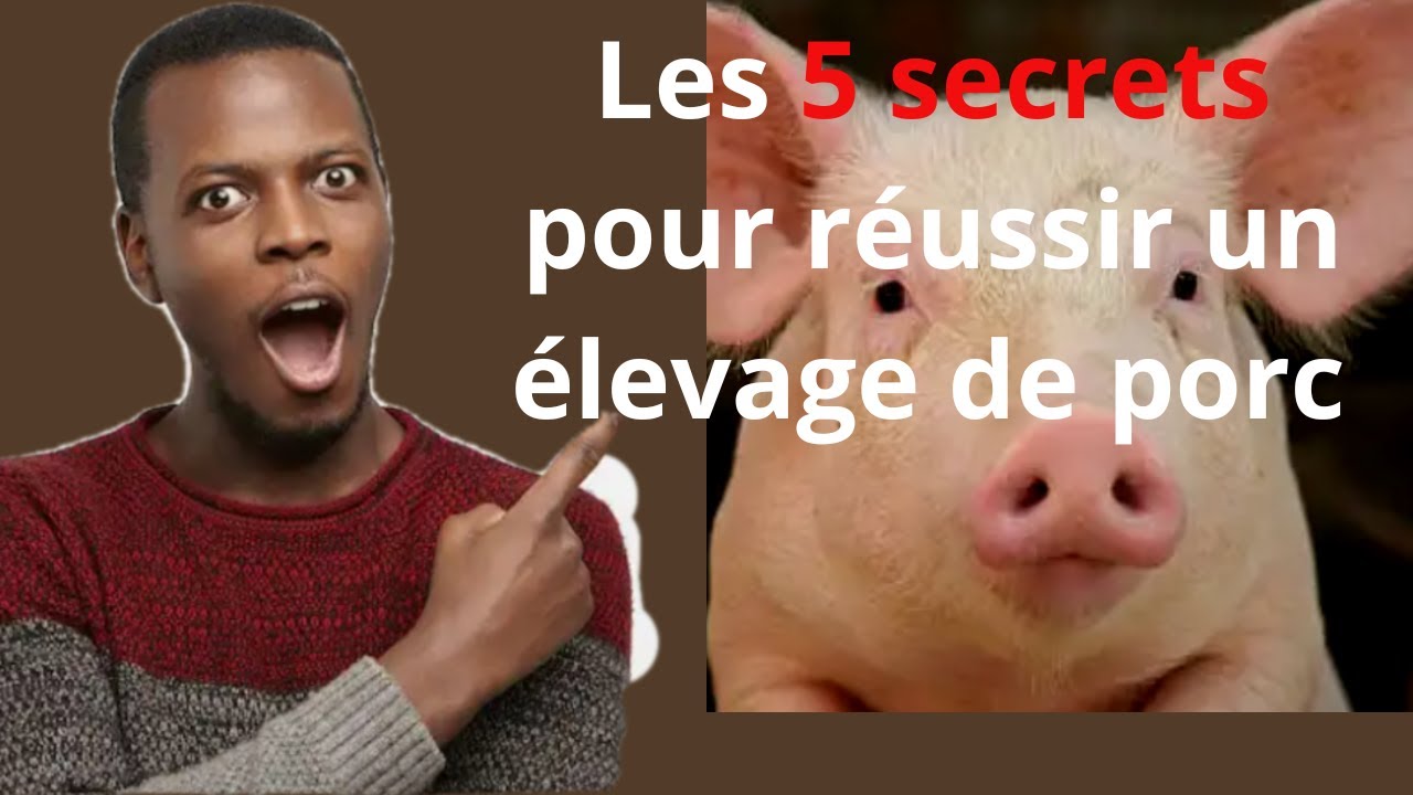 Les 5 secrets à connaitre pour réussir en élevage de porc - YouTube