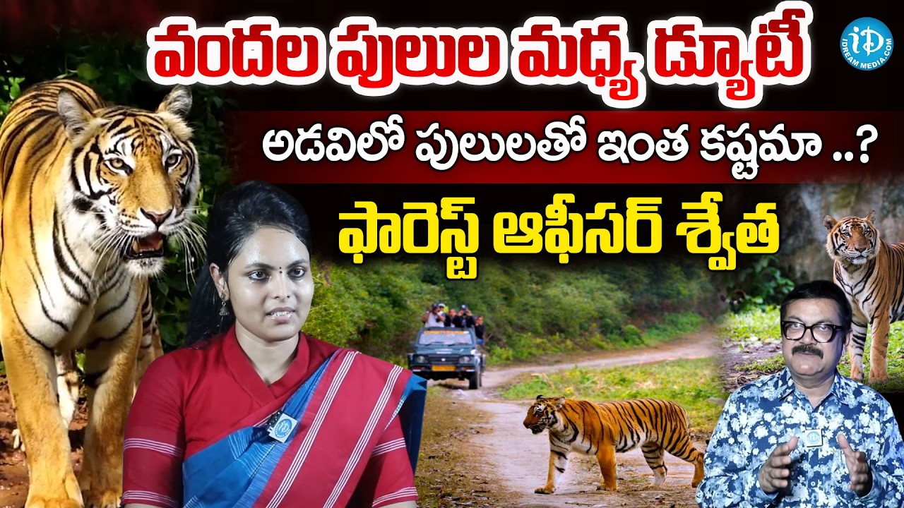 Swetha Boddu, IFS D.F.O. Chandrapur, MH about Tigers in Forest | Crime ...