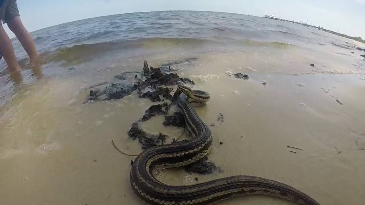 Florida Critter Encounters - YouTube