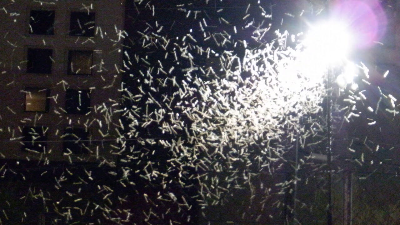 Grasshopper Invasion of Las Vegas 2019 - YouTube